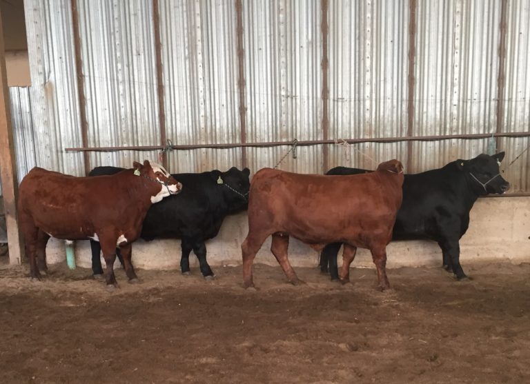 Cardston Agriculture Society - Alberta Association of Agricultural ...